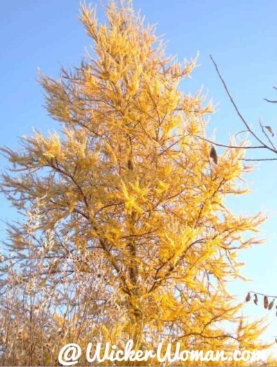 "T" is for The Tamarack Tree | The Wicker Woman